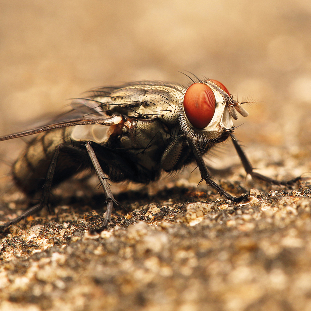 Fliegen im Stall bekämpfen – Fliegenfallen und mehr