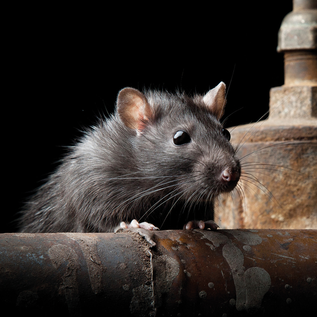 Control de ratas profesional en ganadería
