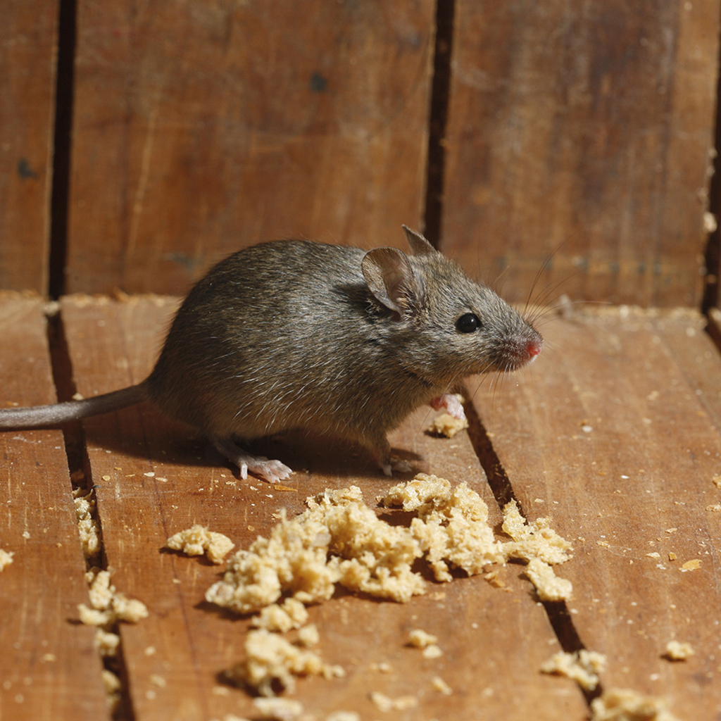 Professional mouse control in Livestock farming